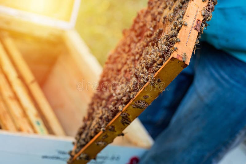 Bee Brood on Honeycombs. Hatching Young Bees, Pupae, Larvae, Bee Eggs ...