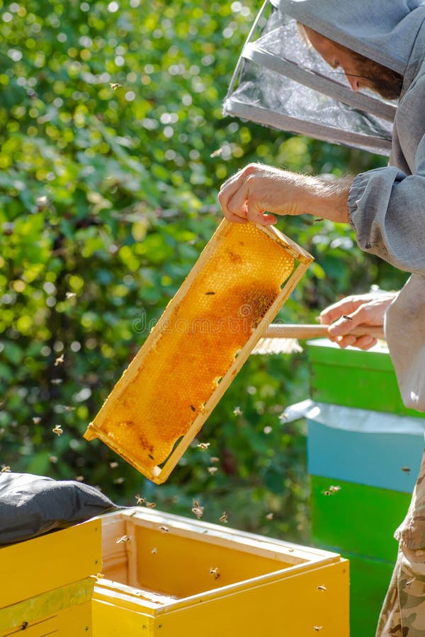 Beekeeper Trabaja En Colmenillas En Verano. Conseguir Miel De La ... Beekeeper Trabaja En Colmenillas En Verano. Conseguir Miel De La ...