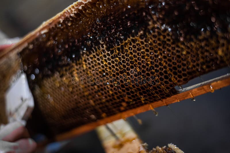 Beekeeper Uncapping Honey Cells on the Frames with a Uncapping Comb ...