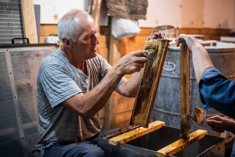 Beekeeper Uncapping Honey Cells on the Frames with a Uncapping Comb ...
