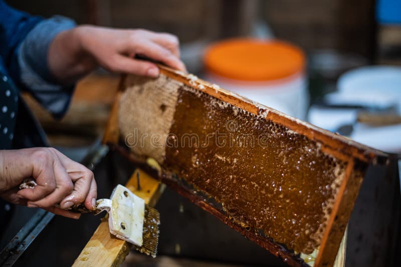 Beekeeper Uncapping Honey Cells on the Frames with a Uncapping Comb ...
