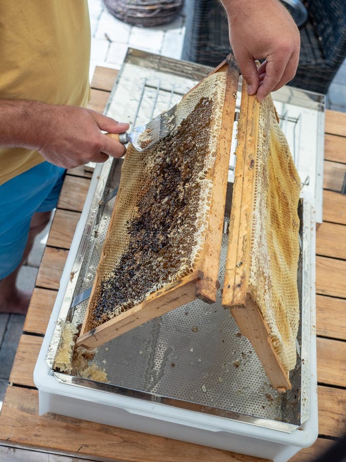 Beekeeper Uncapping Honeycomb with Special Beekeeping Fork. Stock Image ...
