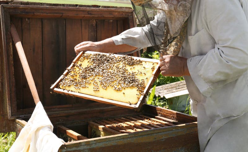 Beekeeper in Uniform with Comb Frame at Apiary, Closeup Stock Image ...