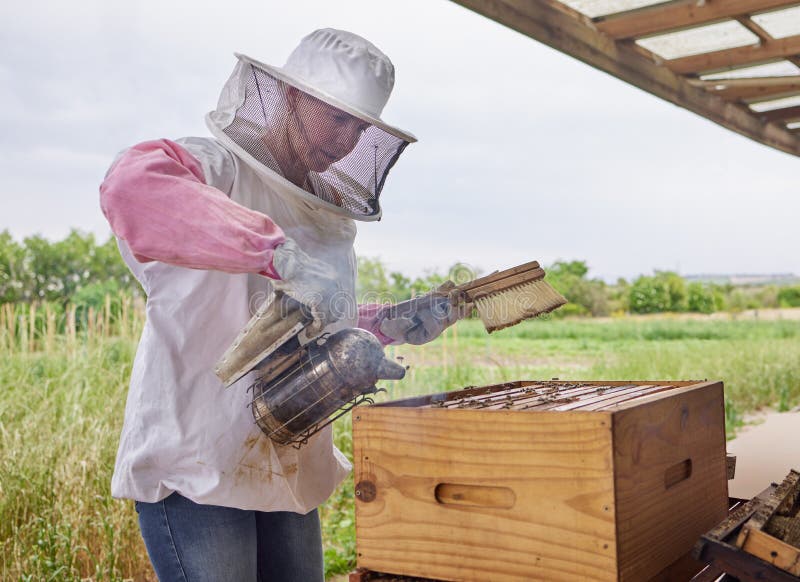 Bees Need To Be Tamed a Bit before Moving Homes. a Beekeeper Using a ...
