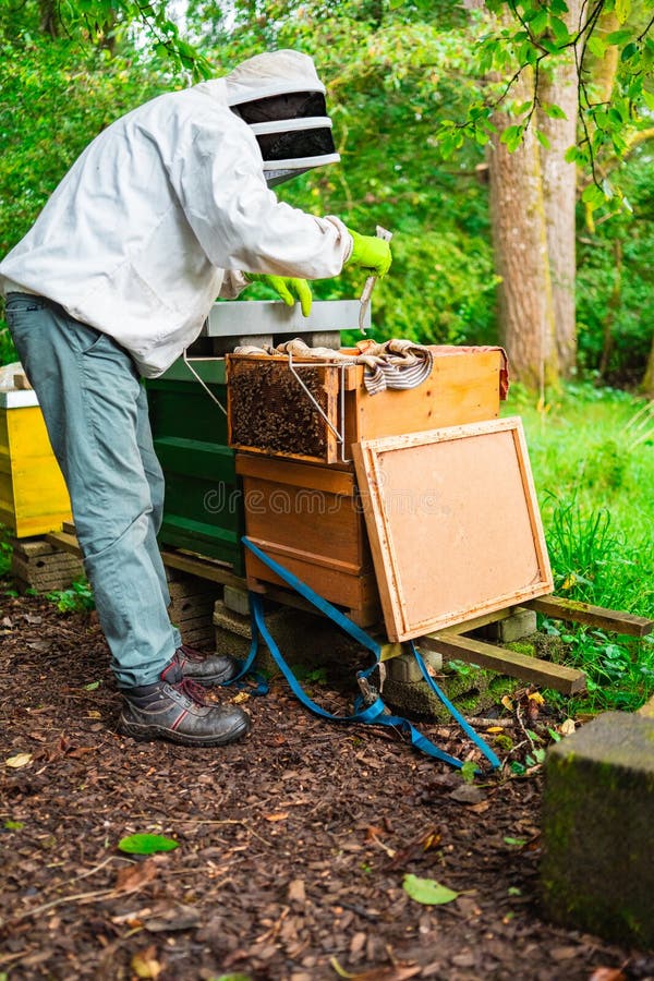 Beekeeper Using the Hive Tool To Prepare the Beehive Stock Image ...