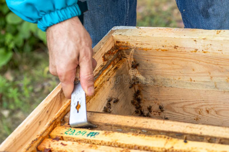 Beekeeper Using a Hive Tool To Pry Open a Beehive Stock Image - Image ...