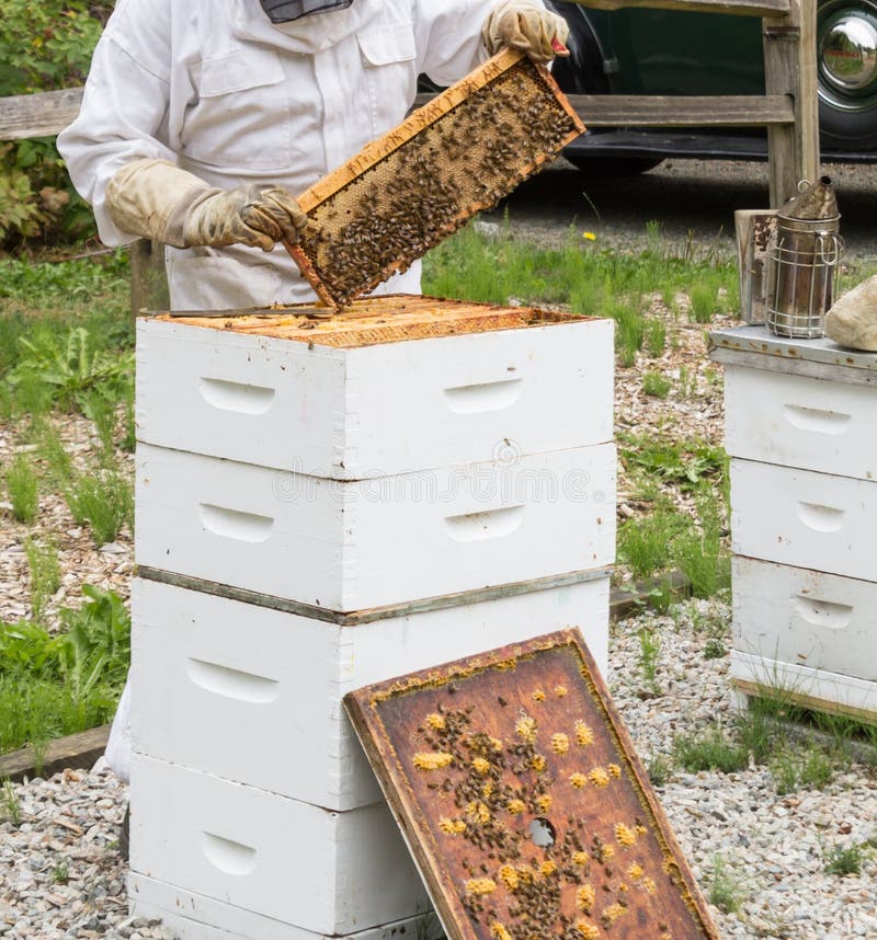 Beekeeper 6 stock image. Image of garden, hymenopterous - 3052261