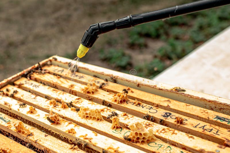 Beekeeper Watering Wooden Frame with Sprayer. Open Bee Hive Stock Image ...