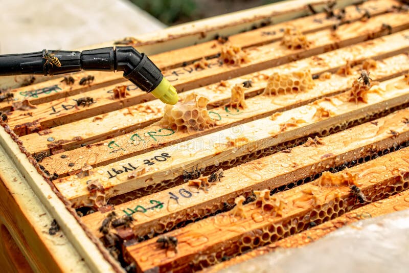 Treatment of Hives before Wintering. Sprayer with Poison To Destroy ...