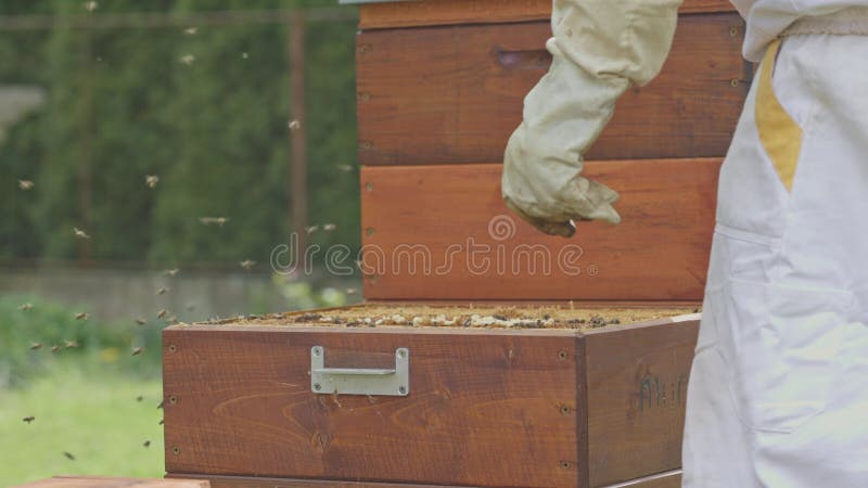 Beekeeper Opening Beehive and Using Bee Smoker Stock Video - Video of ...