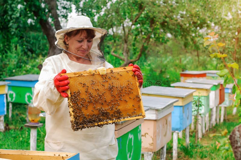 Beekeeper Woman Controlling Beehive and Comb Frame. Honeycomb. Apiary ...
