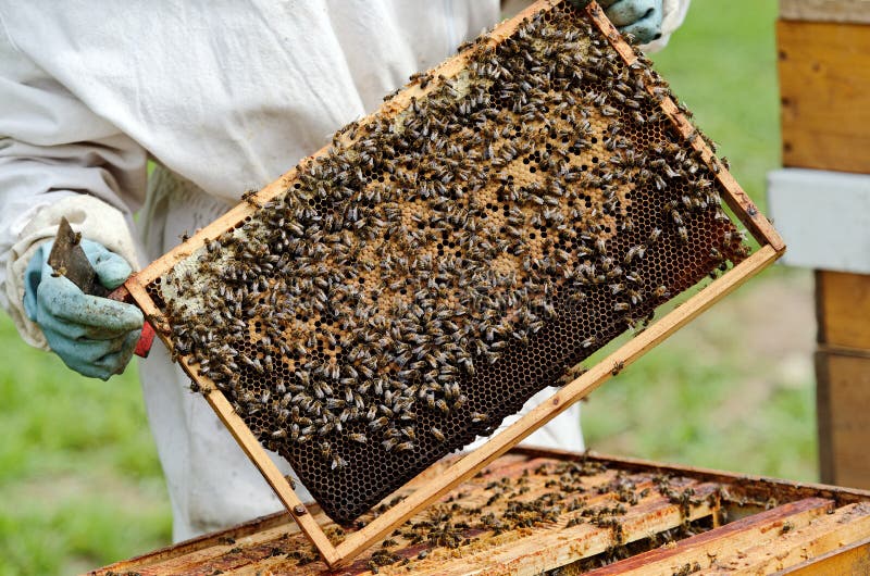 A beekeeper at work stock image. Image of animal, insect - 19600899