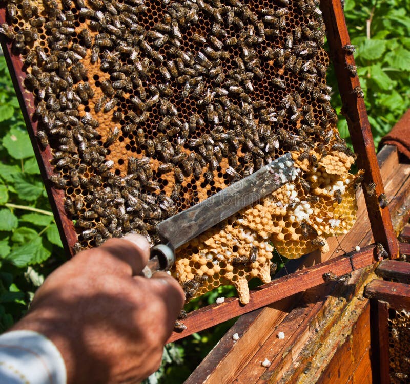 Beekeeper at work stock photo. Image of cell, beekeeping - 23153026