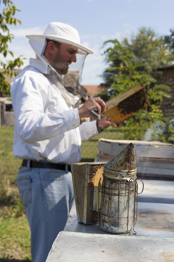 Beekeeper at work stock photo. Image of insect, comb - 37197322