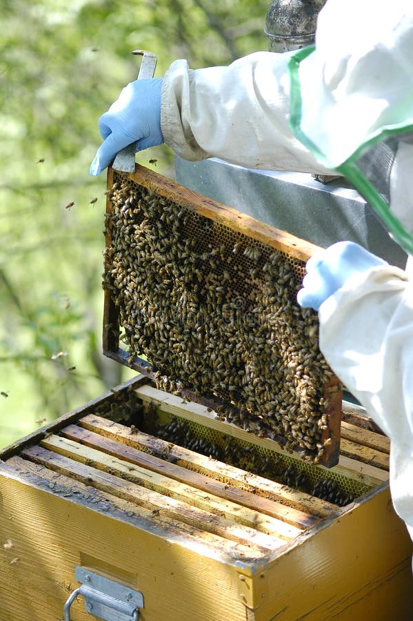 Beekeeper stock photo. Image of apiary, beekeeping, apis - 28862872