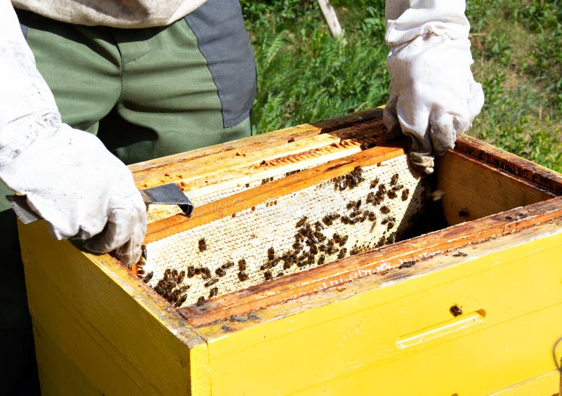 2,431 Vintage Bee Hive Pottery Stock Photos - Free & Royalty-Free Stock ...