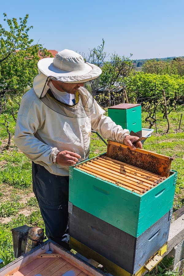 Beekeeper at Work. Bee Keeper Lifting Shelf Out of Hive. the Beekeeper ...