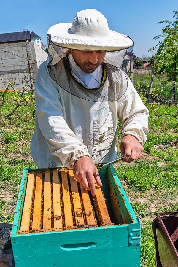 Beekeeper at Work. Bee Keeper Lifting Shelf Out of Hive. the Beekeeper ...