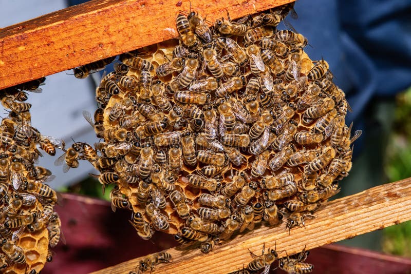 Beekeeper At Work. Bee Keeper Lifting Shelf Out Of Hive. The Beekeeper ...
