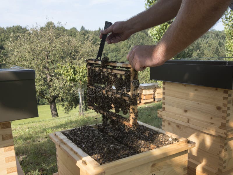 Beekeeper at Work at the Beehive Stock Photo - Image of colony ...