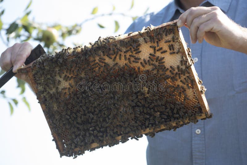 Beekeeper at Work at the Beehive Stock Photo - Image of beehive, bees ...