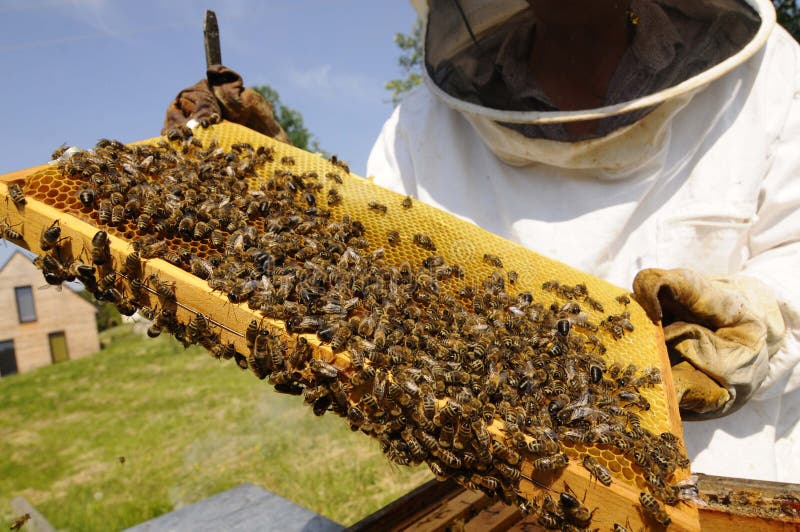 Beekeeper at Work at the Beehive Stock Image - Image of honey, farm ...