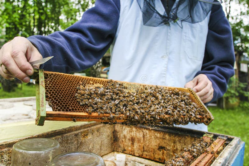 Beekeeper at work stock photo. Image of house, frame - 38850148