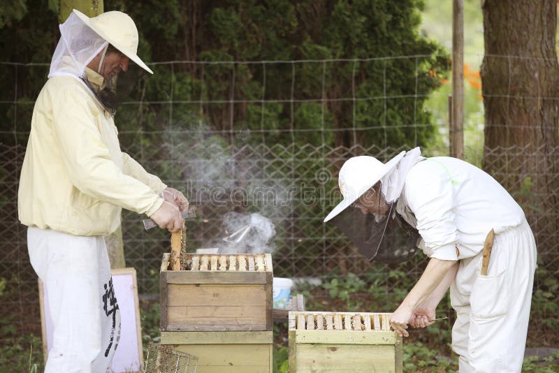Beekeeper at Work with Bees Stock Image - Image of animal, summer: 45132685