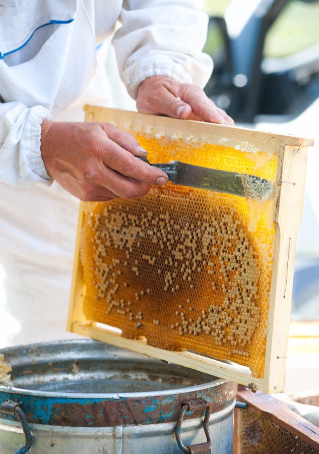 Beekeeper at work stock photo. Image of master, beekeeping - 32986112