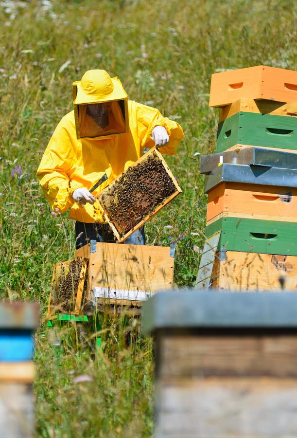 Beekeeper at work stock photo. Image of lawn, wildflower - 31942184