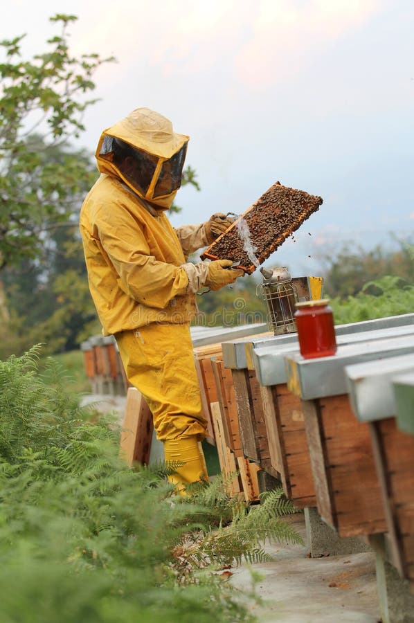 Beekeeper at Work with Honeycomb Stock Image - Image of frame, comb ...