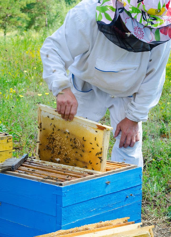 Beekeeper at work stock image. Image of male, apiarist - 34961453