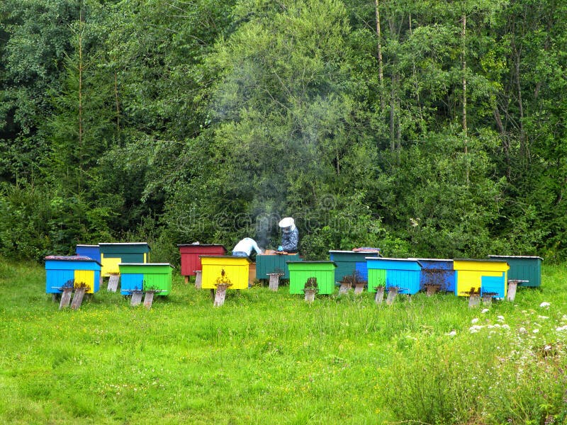Beekeeper at Work stock image. Image of rural, beekeeping - 340961353