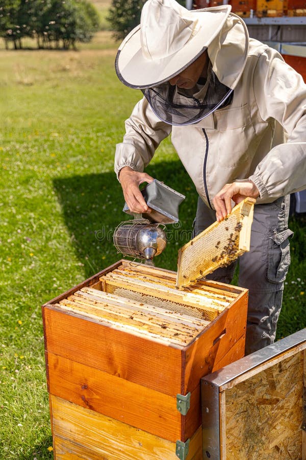 Beekeeper at Work: a Beekeeper Using Bee Smoker Stock Image - Image of ...
