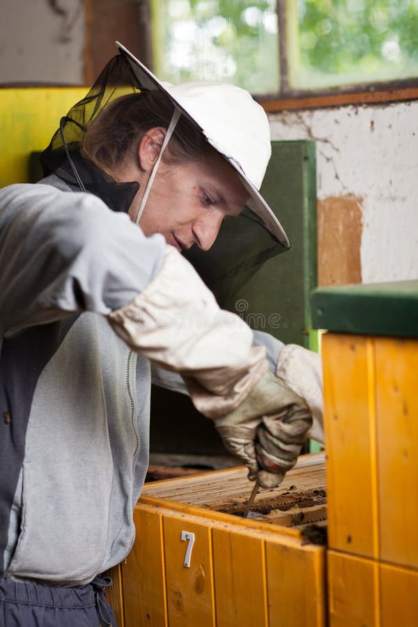 Beekeeper Working in an Apiary Stock Image - Image of crop, cheerful ...