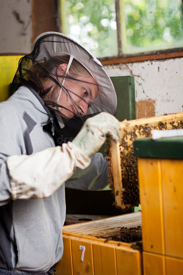 Beekeeper Working in an Apiary Stock Image - Image of insect, colony ...