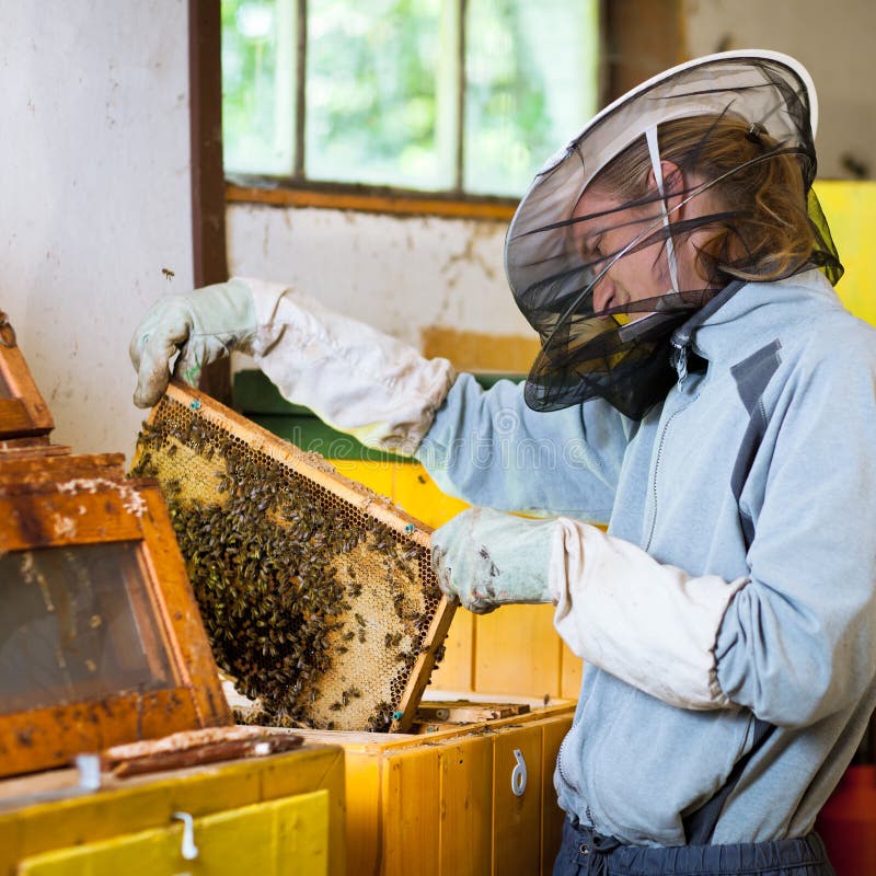 Beekeeper Working in an Apiary Stock Photo - Image of occupation ...