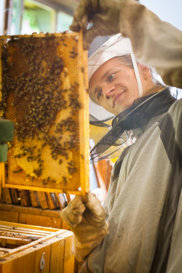 Beekeeper Working in an Apiary Stock Image - Image of insect, colony ...