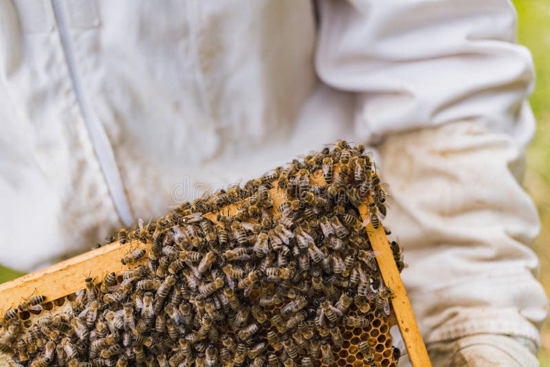 Beekeeper Working in an Apiary while a Bee Swarm Flying Around Him ...