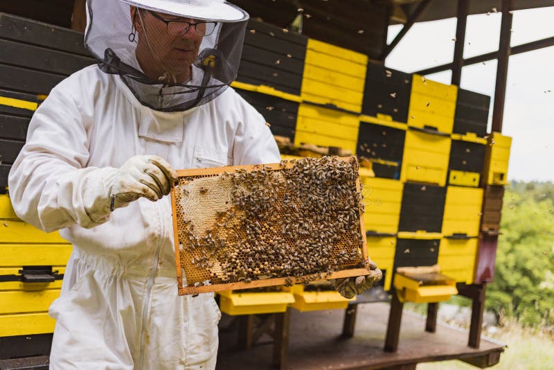 Beekeeper Working in an Apiary while a Bee Swarm Flying Around Him ...