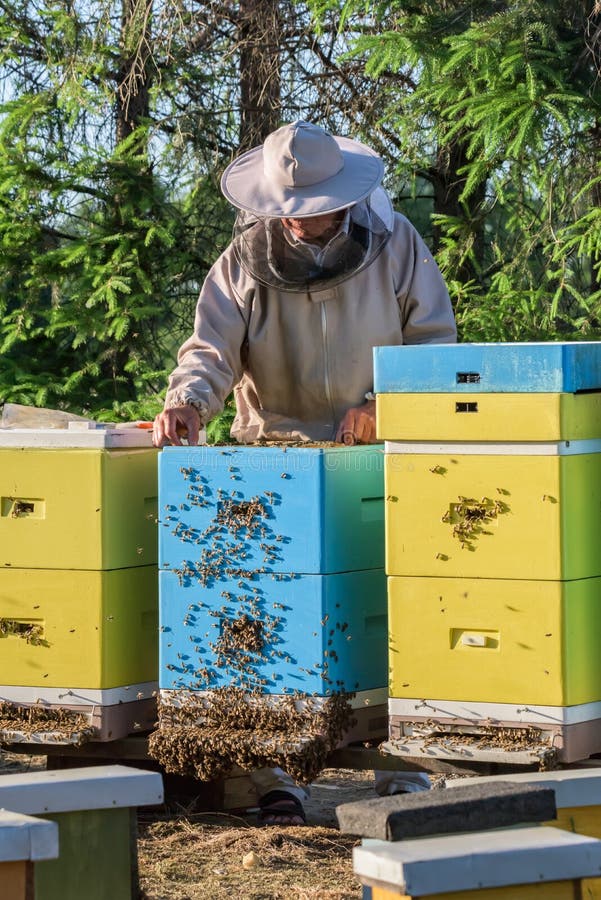 Beekeeper Working in Apiary Stock Image - Image of yellow, catchig ...