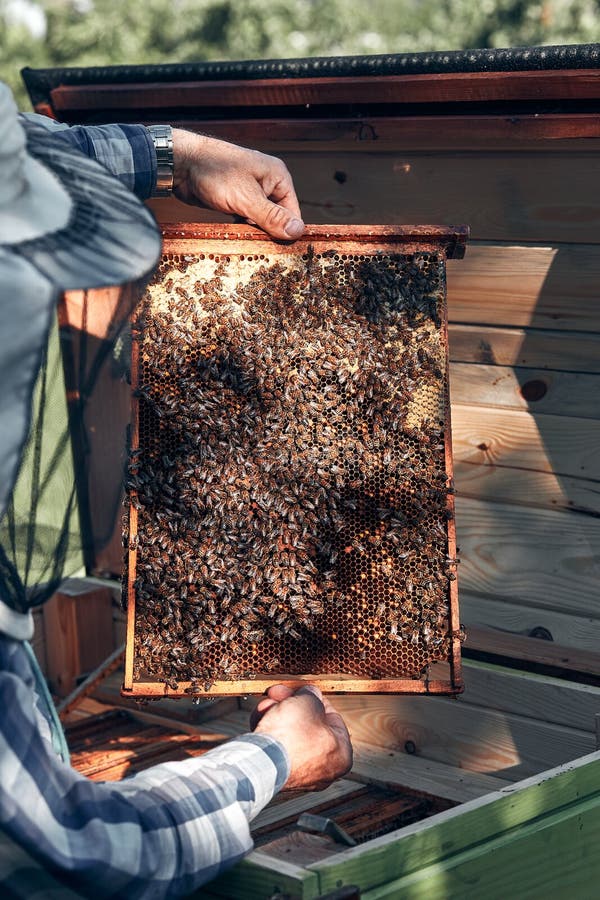 Beekeeper Working in Apiary Stock Photo - Image of food, honeycomb ...