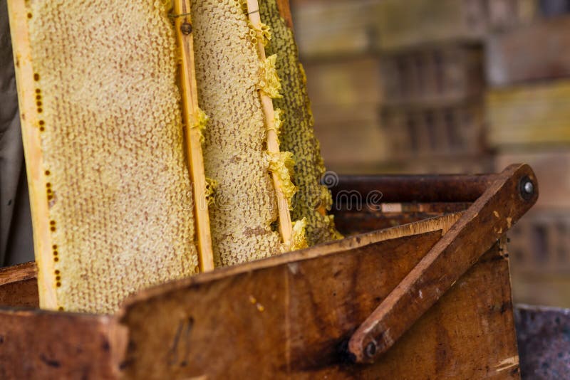 Beekeeper Working on Bee Hive Stock Photo - Image of beehive, keeping ...