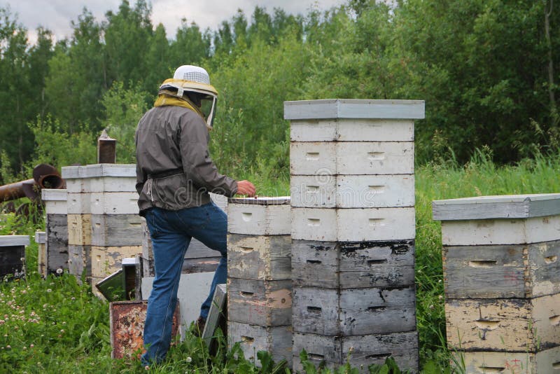 Beekeeper Working in Bee Yard Stock Photo - Image of yard, hives: 44648448