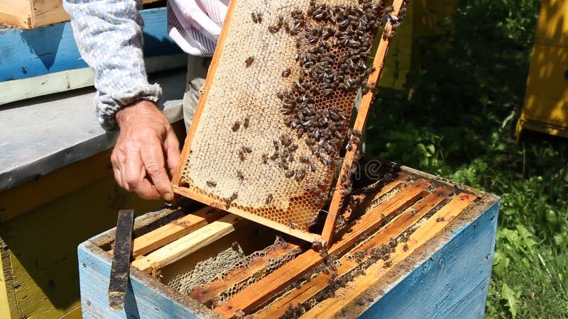 A Honey Bee Stung a Man. when Bitten, the Bee Leaves the Poison Sac ...