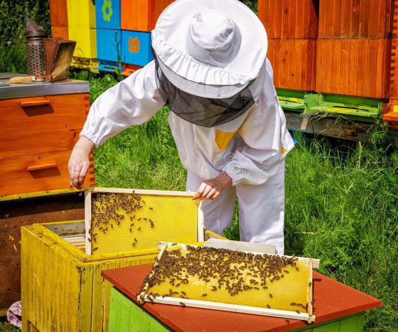 Beekeeper is Working with Bees and Beehives on the Apiary Stock Image ...