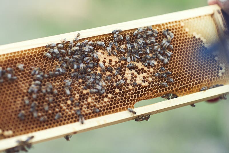 Beekeeper is Working with Bees and Beehives on the Apiary. Stock Image ...