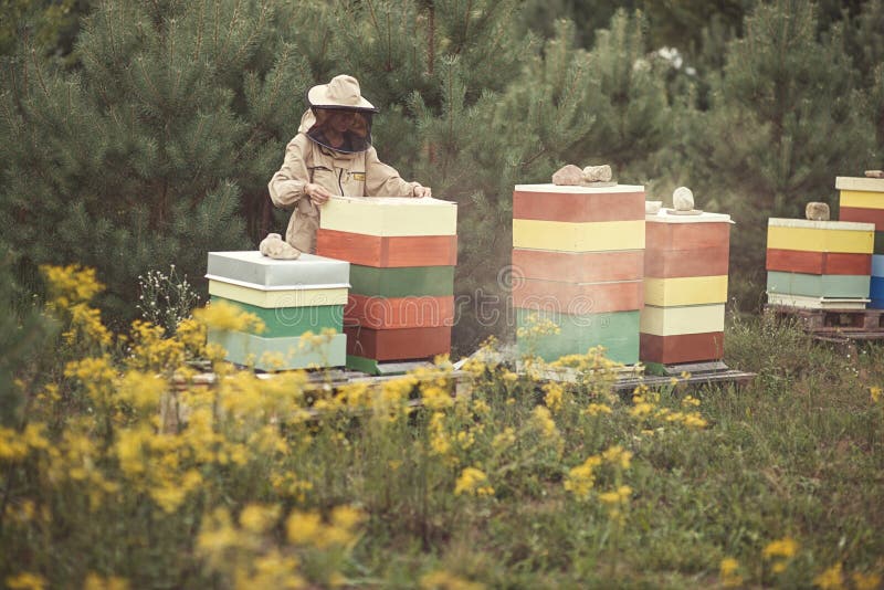 Beekeeper is Working with Bees and Beehives on the Apiary. Editorial ...
