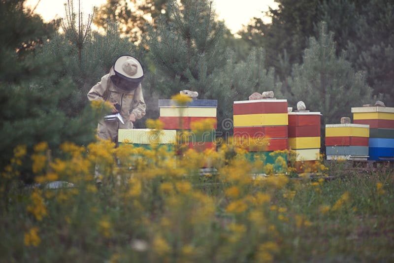 Beekeeper is Working with Bees and Beehives on the Apiary. Editorial ...