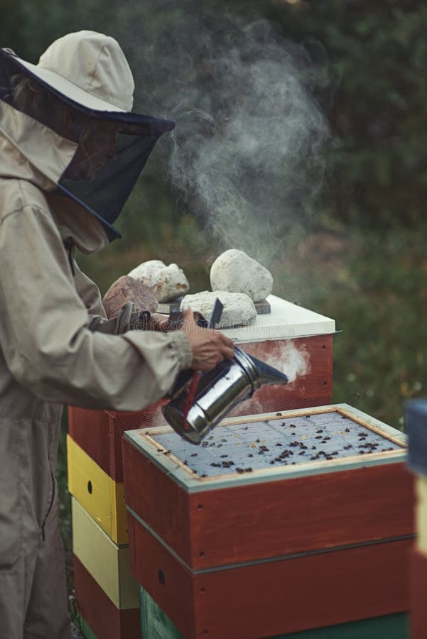 Beekeeper is Working with Bees and Beehives on the Apiary. Editorial ...